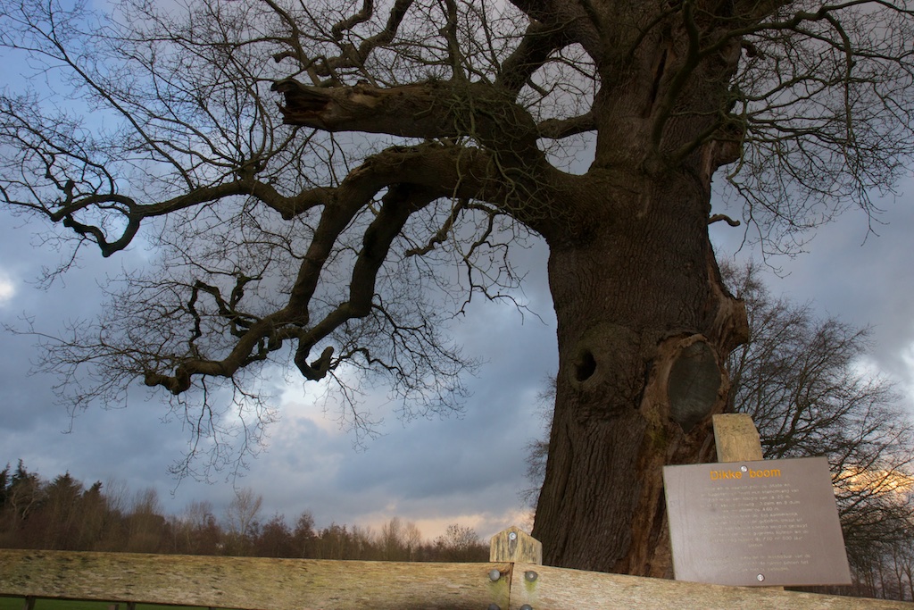 Bomen knuffelen doe je zo!! – Interessante Tijden